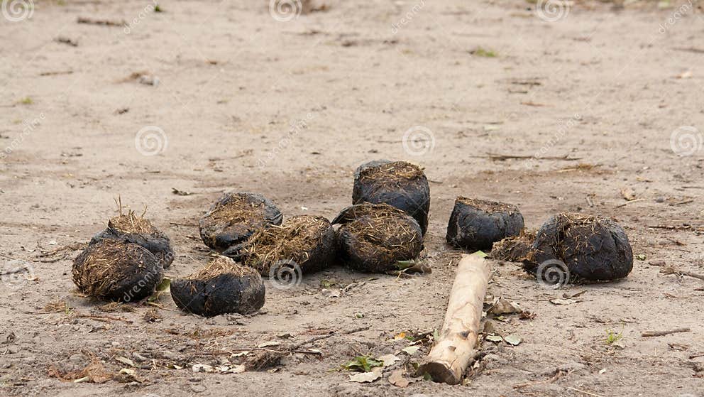 Fresh Elephant poop stock image. Image of animal, fresh - 97914989