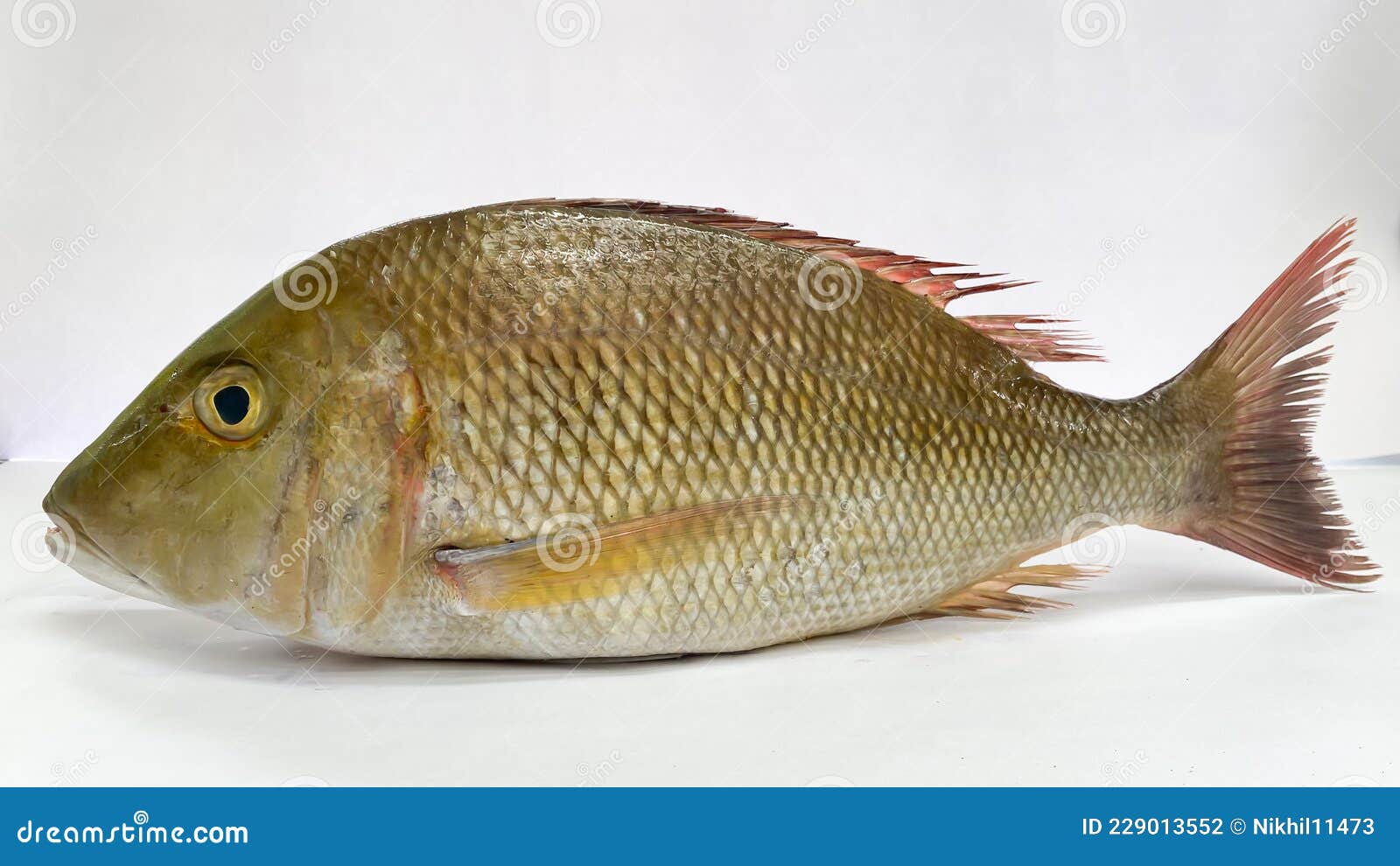 Fresh Emperor Fish Isolated on a White Background.Selective Focus Stock ...