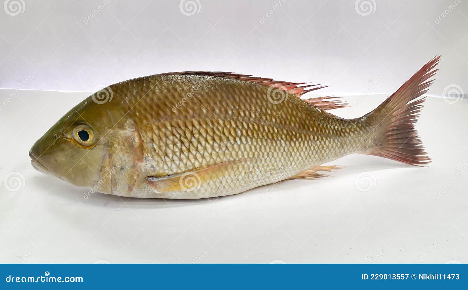 Fresh Emperor Fish Isolated on a White Background.Selective Focus Stock ...