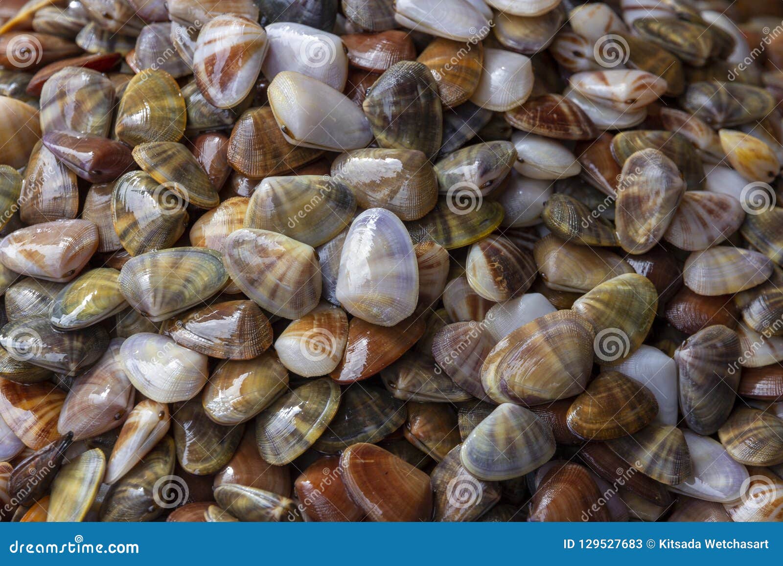 Fresh Enamel Venus Shell Meretrix Lyrata Meretrix Is A Genus Of Edible ...