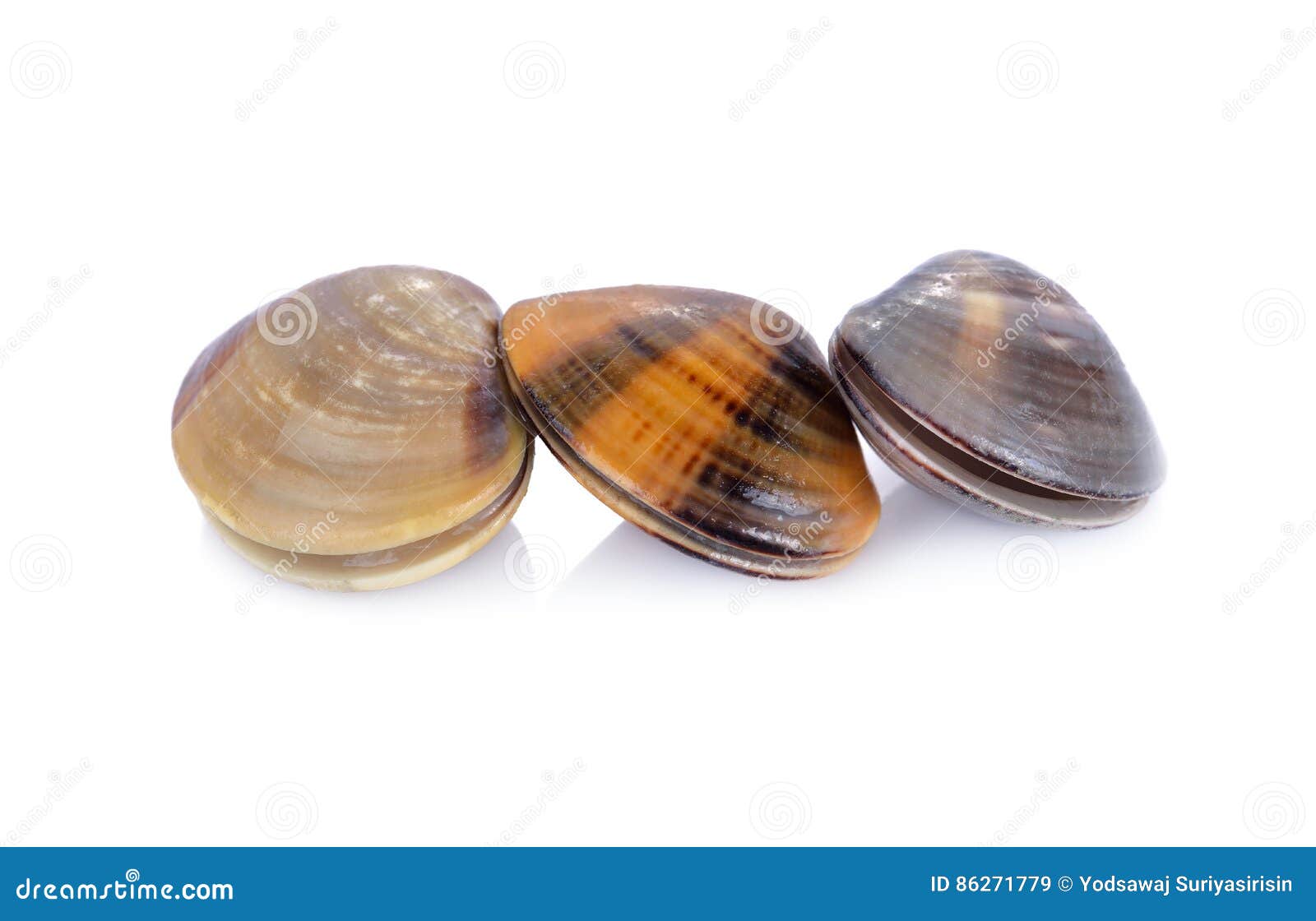 Fresh Enamel Venus Shell on White Background Stock Image - Image of ...