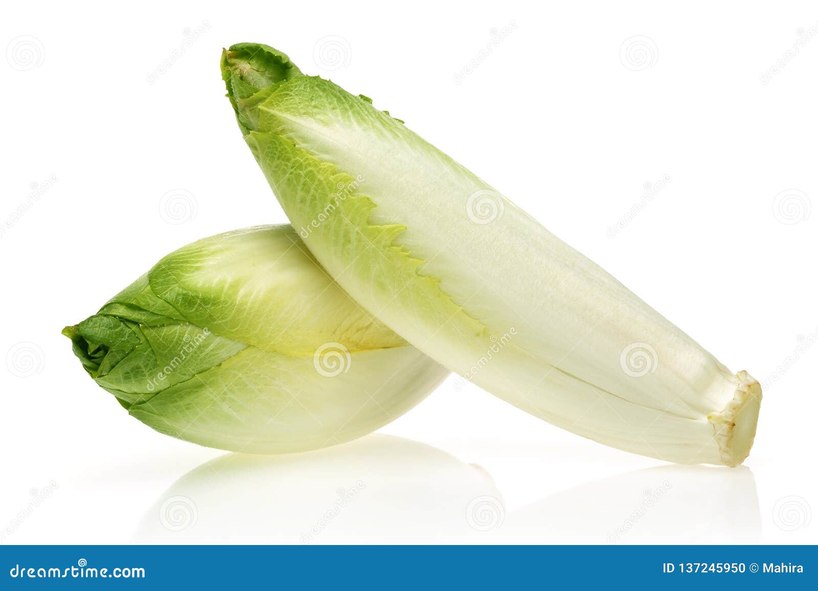 Fresh Endive on White Background Stock Photo - Image of herb, food ...