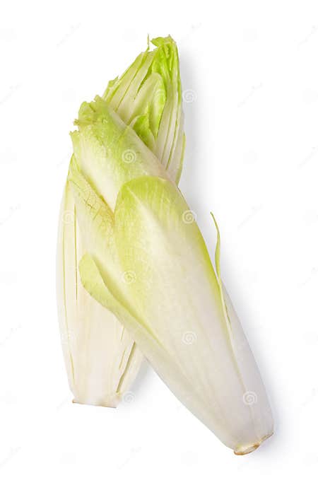 Fresh Endives stock image. Image of delicious, diet - 162672845
