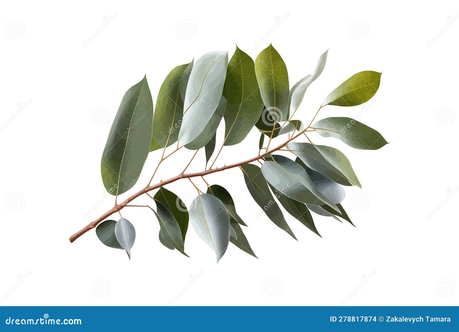 Fresh Eucalyptus Eaves on Tree Twig a Green Foliage. Vector ...