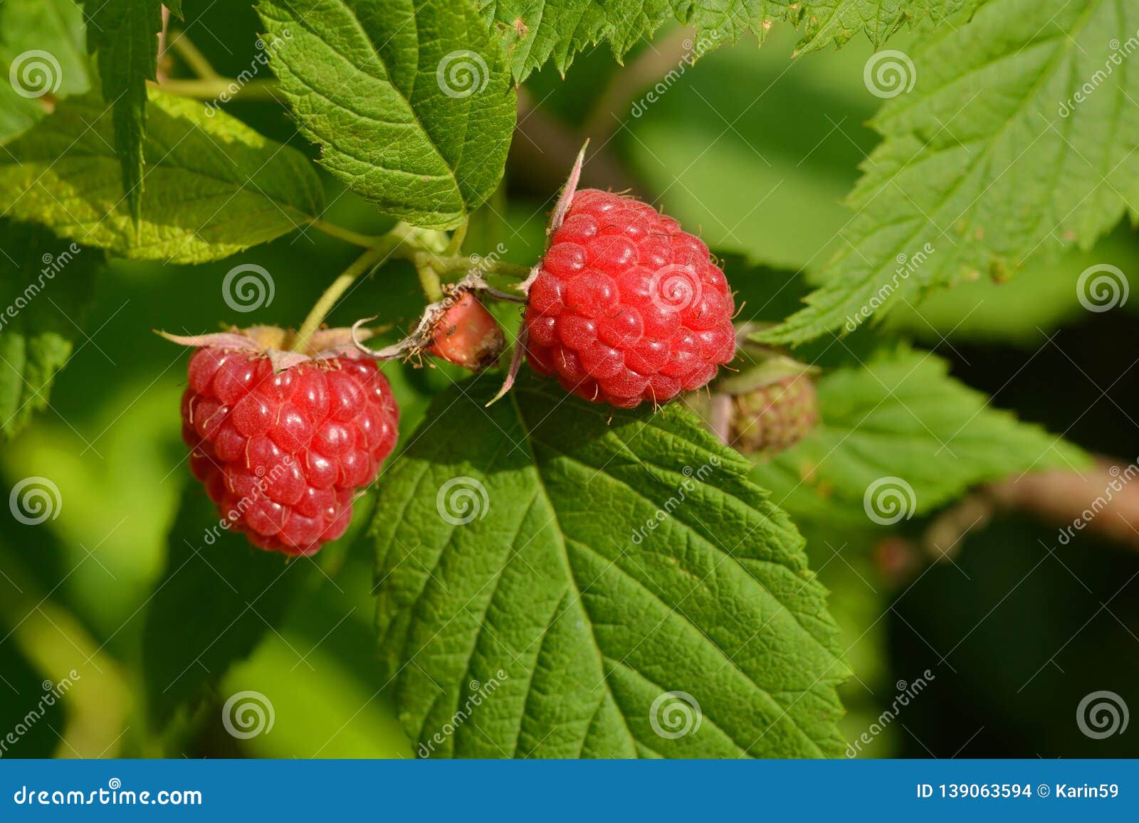 Fresh European raspberry stock photo. Image of organic - 139063594