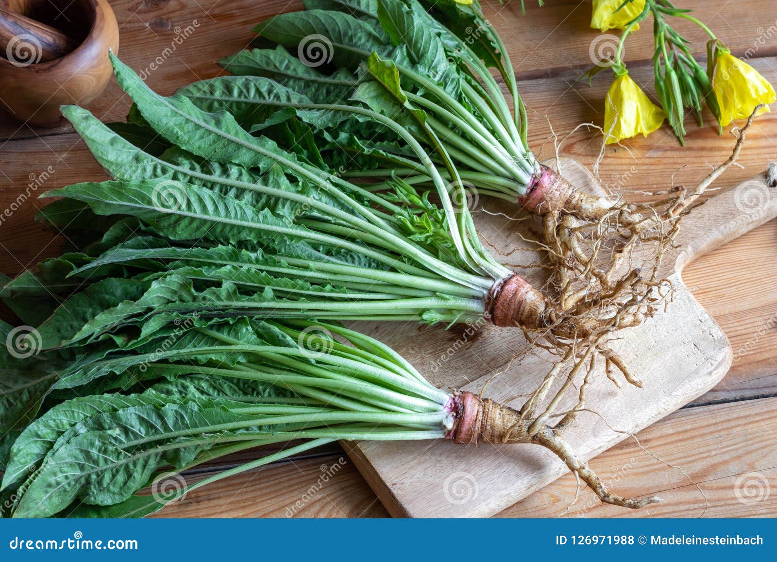 Fresh Evening Primrose Roots and First Year Rosettes Stock Photo ...