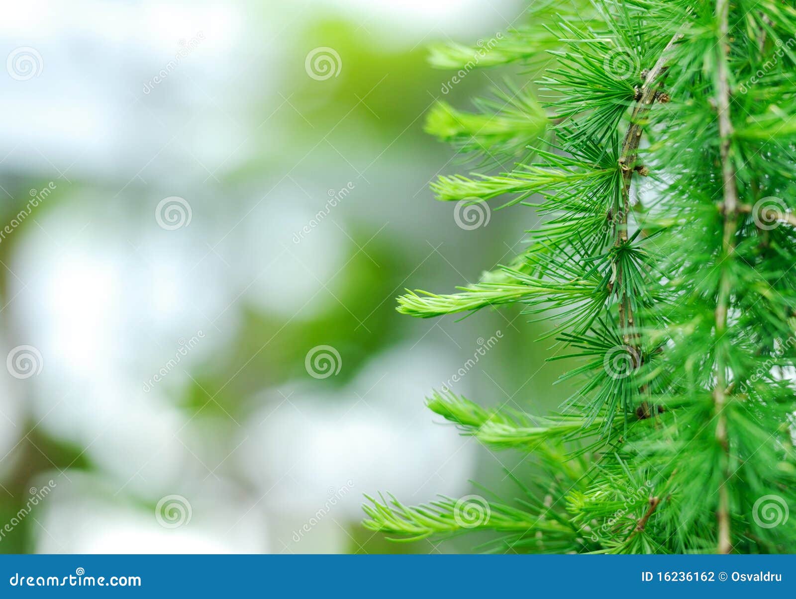 Fresh Evergreen. Defocused Background Stock Photo - Image of woods ...