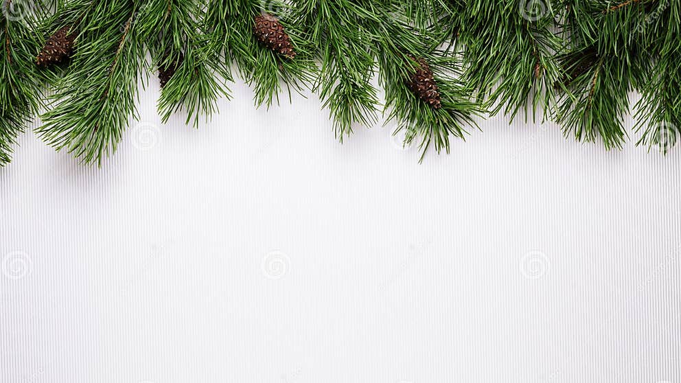 A Fresh Evergreen Pine Sprig Border Frames a Plain White Surface ...