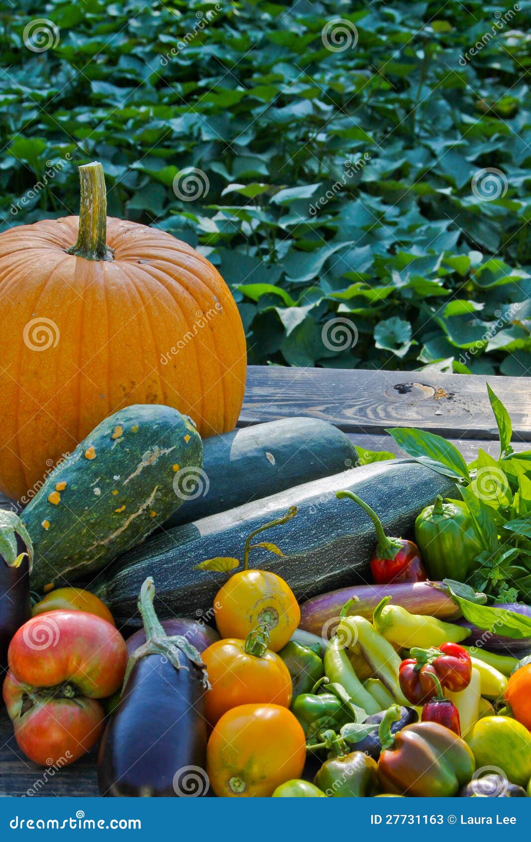 Fresh Fall Veggies stock image. Image of gardening, agriculture - 27731163