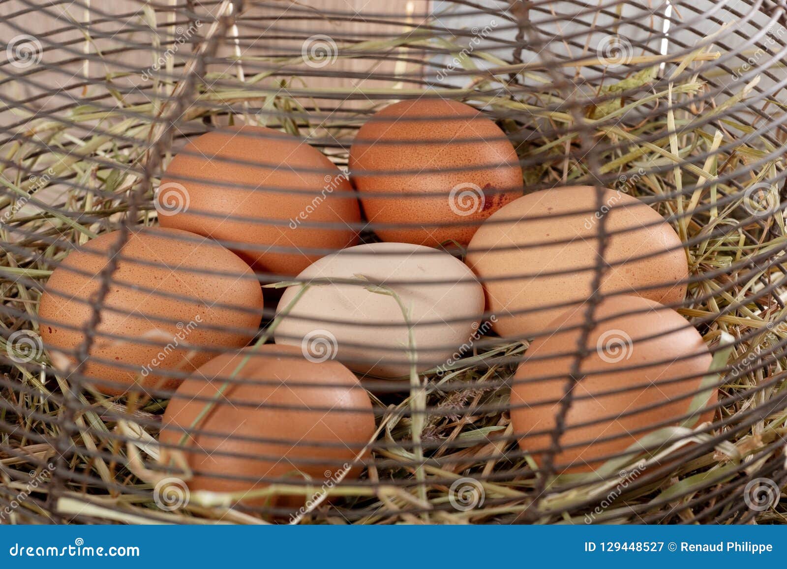 Fresh Farm Eggs in Wire Mesh Basket on the Straw Stock Image - Image of ...