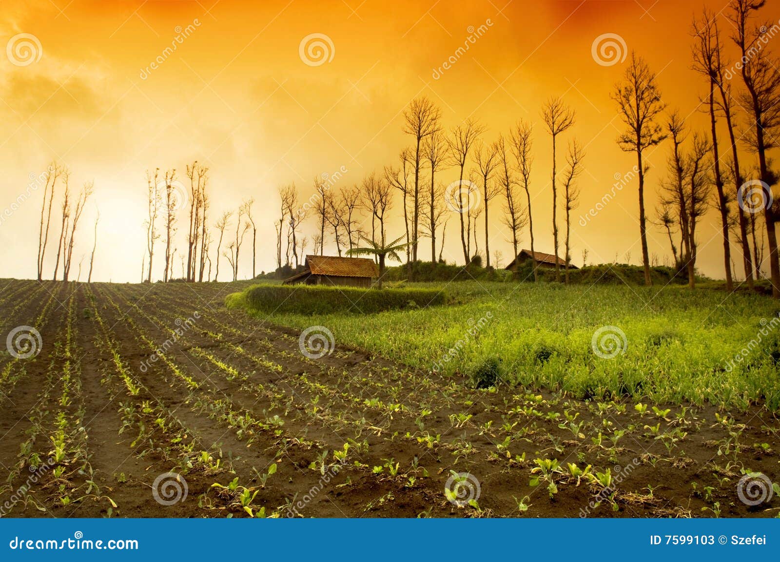 Fresh Farmland Sunrise stock image. Image of industry - 7599103