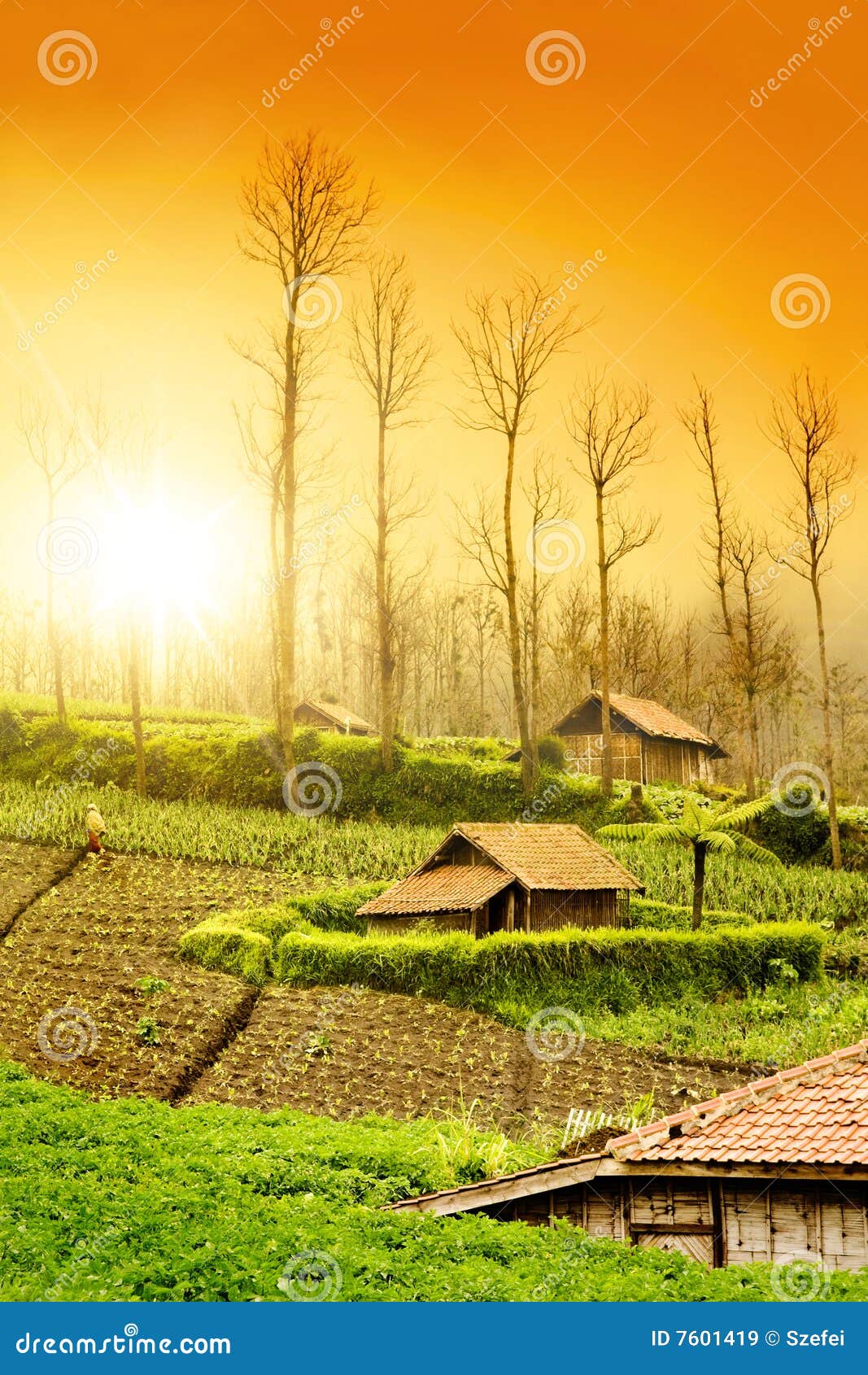 Fresh Farmland Sunrise stock image. Image of gardening - 7601419