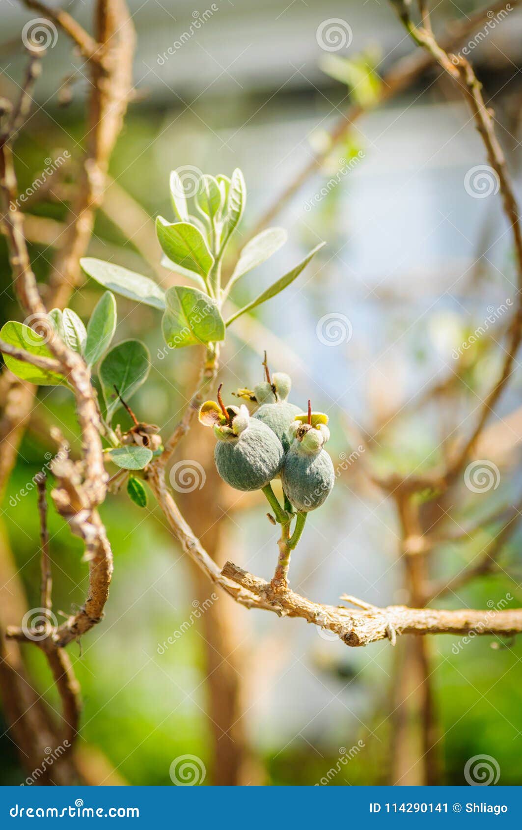 Fresh Feijoa Fruits on Tree in Sunshine Stock Image - Image of guava ...