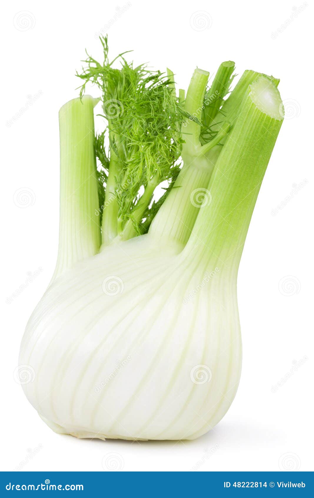 Fresh fennel stock photo. Image of florence, healthy - 48222814