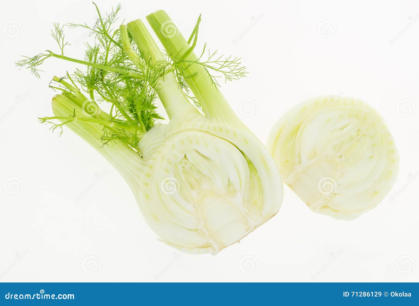 Fresh Fennel Cut in Two, Isolated on White Stock Image - Image of ...