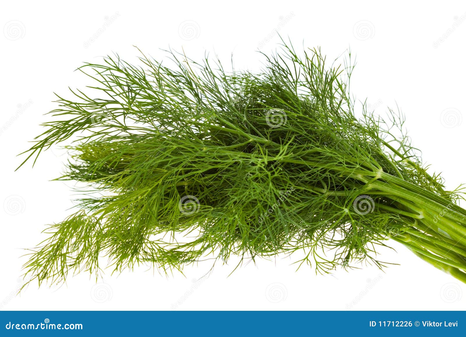 Fresh fennel isolated stock photo. Image of food, smell - 11712226