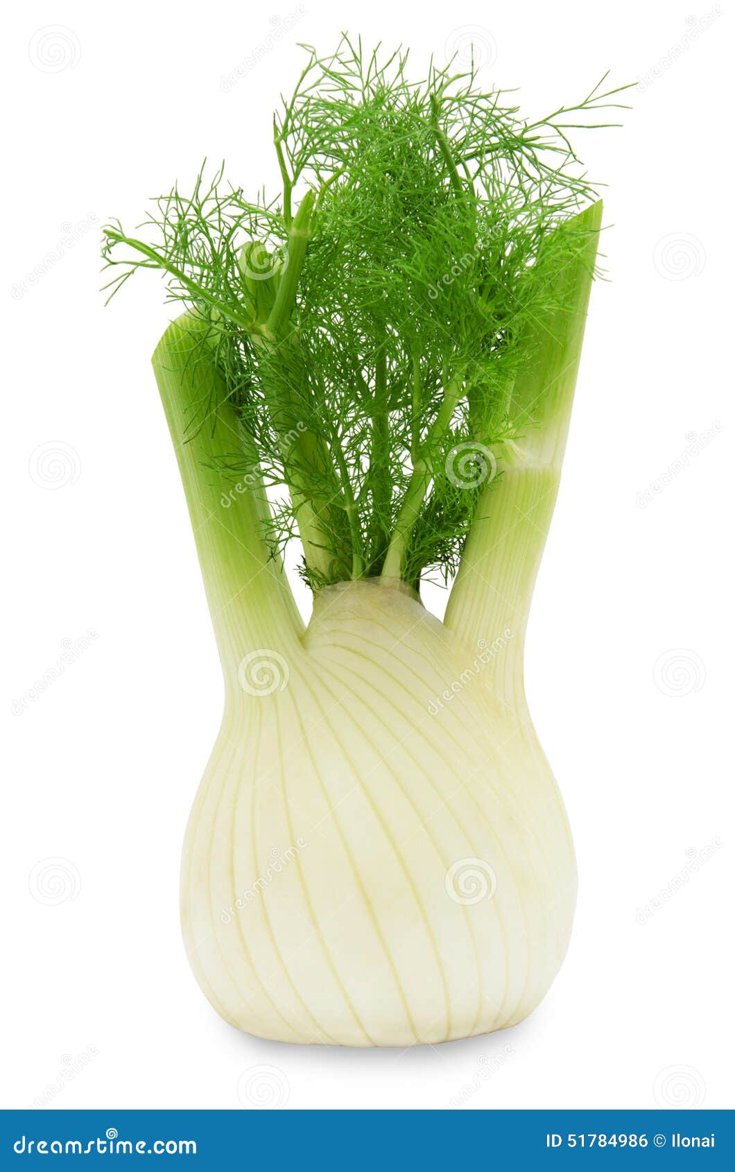 Fresh fennel stock photo. Image of eating, object, fennel - 51784986