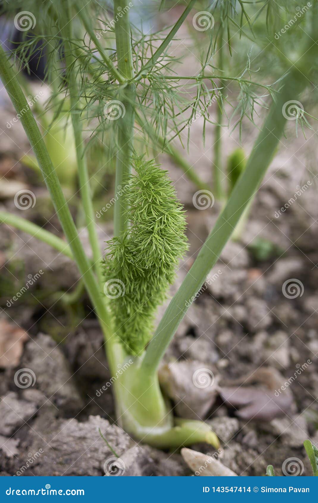 Fresh Fennel in a Vegetable Garden Stock Photo - Image of botanical ...