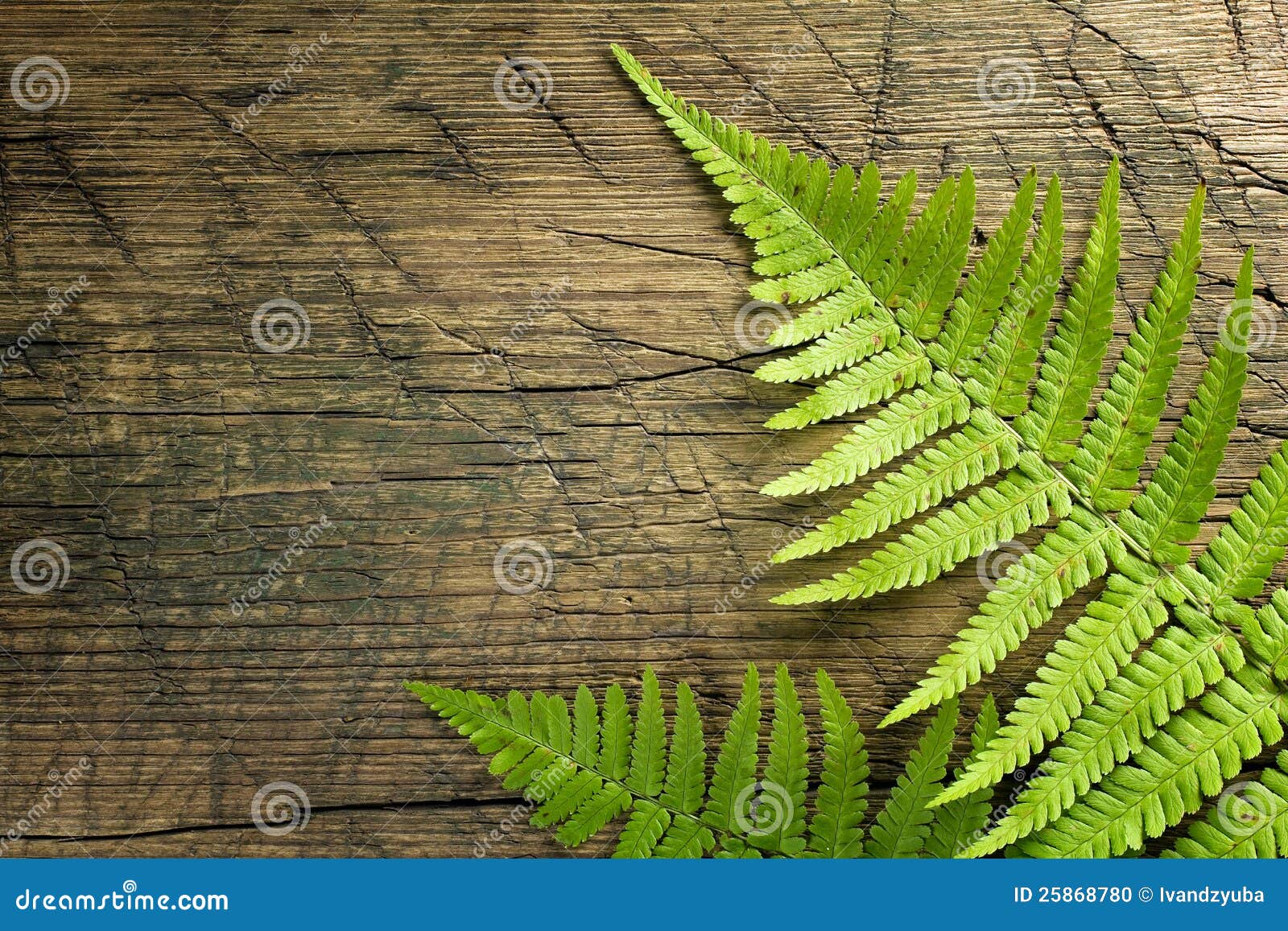 2,647 Fern Border Photos - Free & Royalty-Free Stock Photos from Dreamstime
