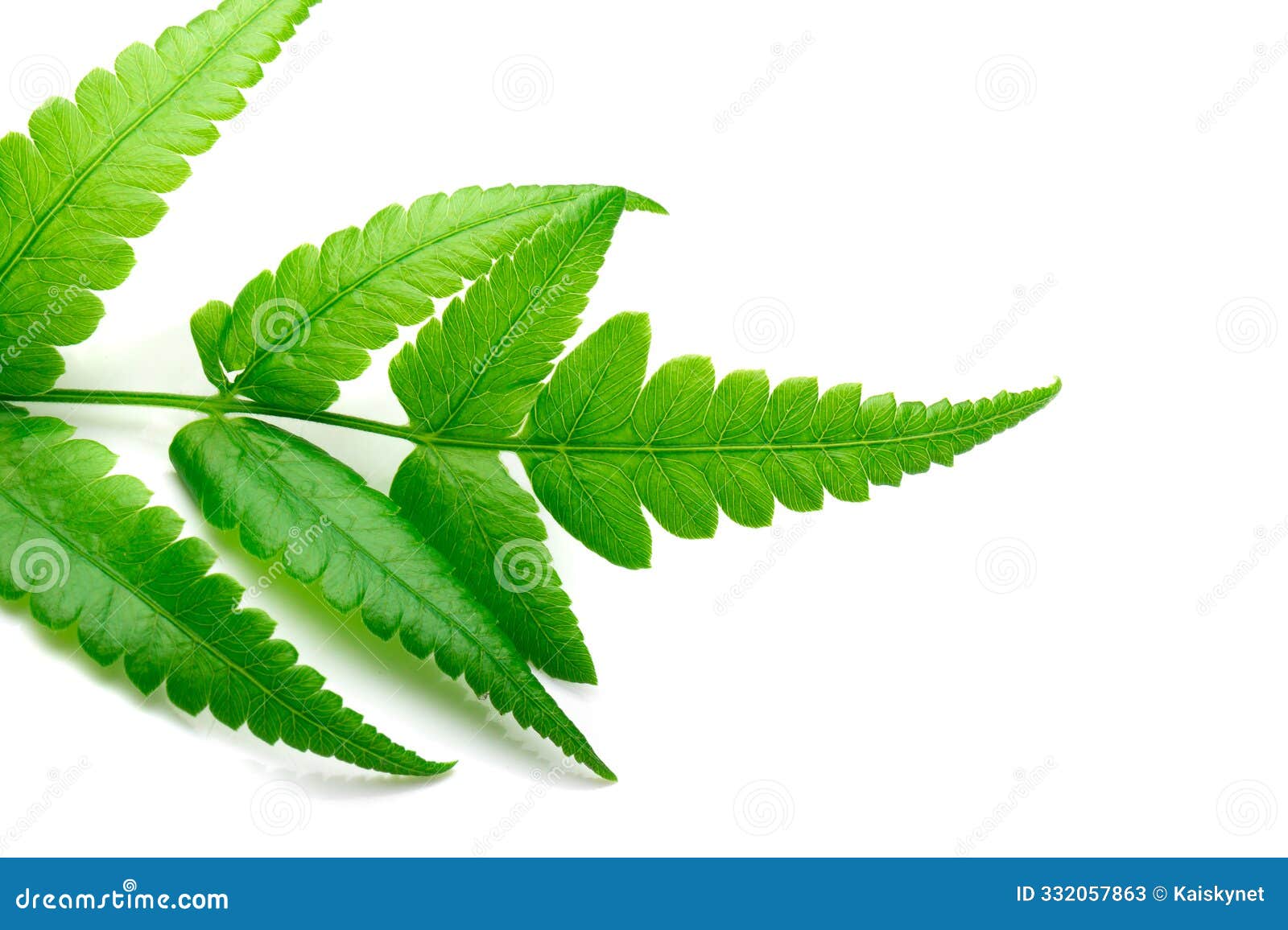 Fresh Fern Branch Isolated on a White Background Stock Image - Image of ...