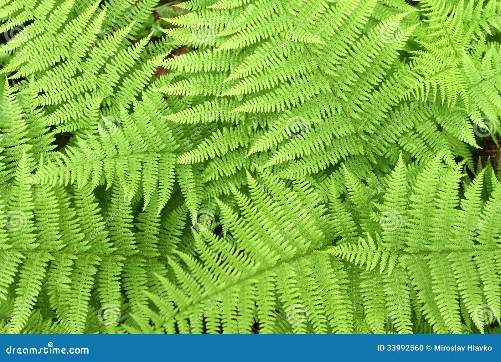 Fresh fern stock photo. Image of lush, forest, flora - 33992560