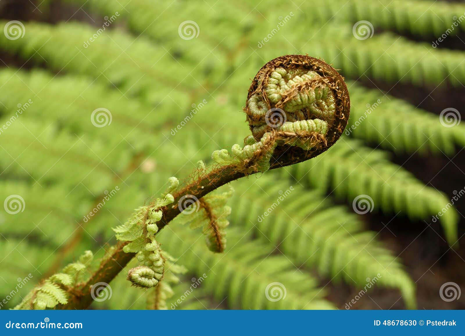 Fresh fern frond stock photo. Image of vegetation, growing - 48678630
