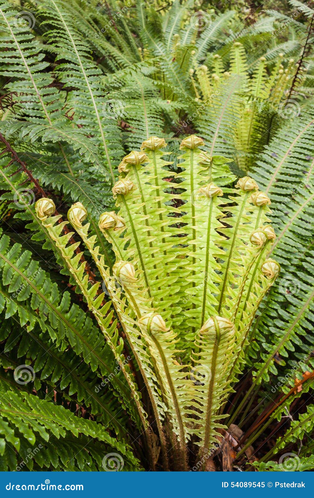 Fresh Fern Fronds Growing in Forest Stock Image - Image of compound ...