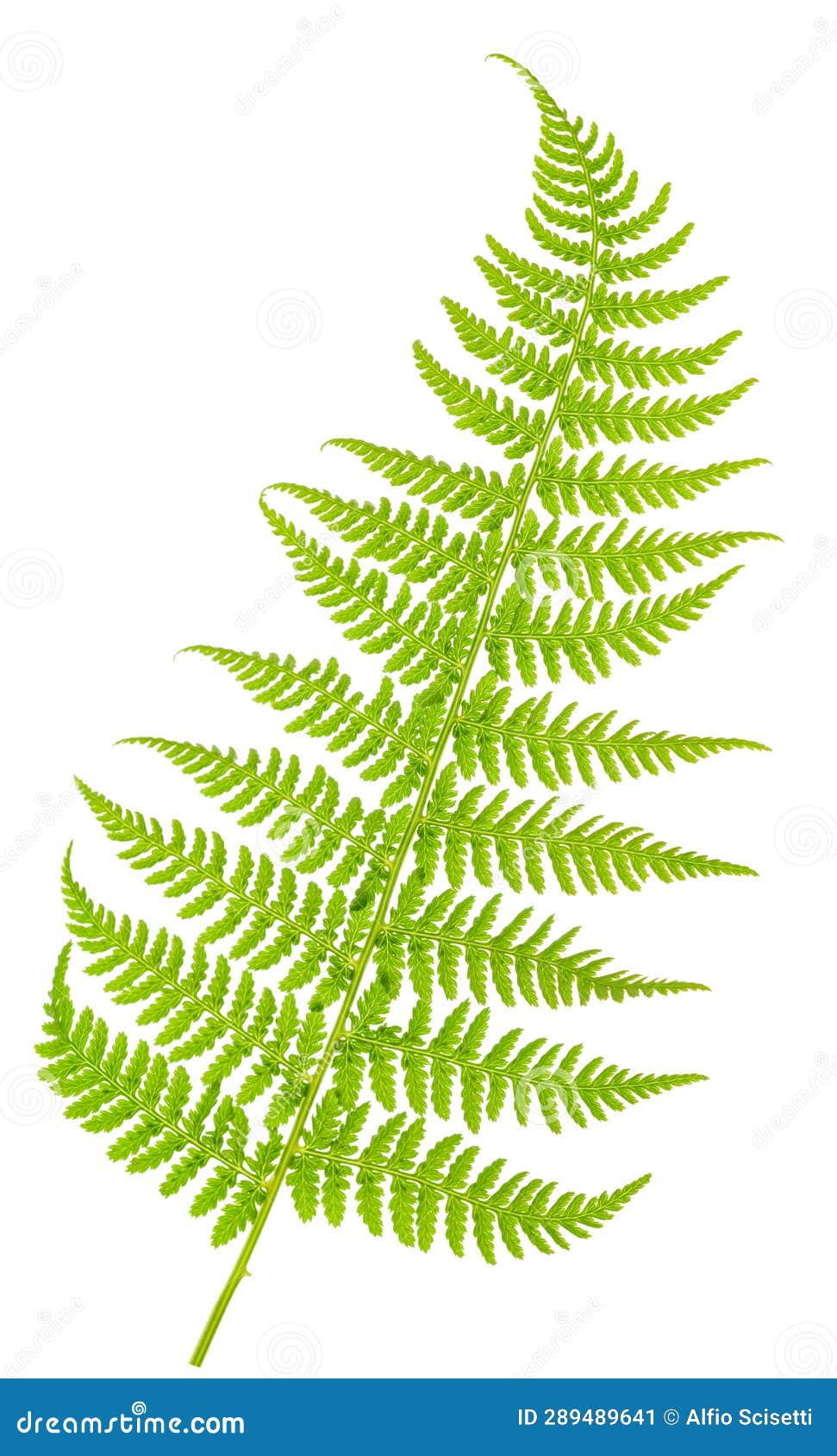 Fresh fern stock image. Image of decorative, foliage - 289489641