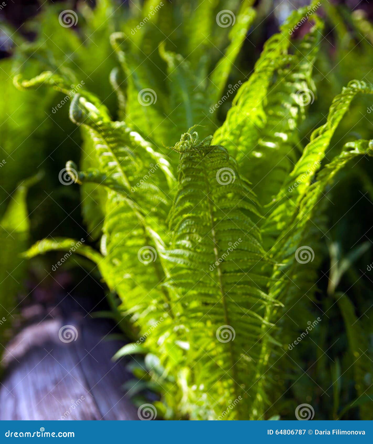 Fresh fern leaves stock image. Image of closeup, environment - 64806787