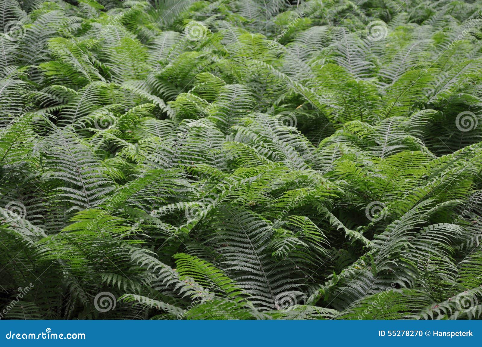 Fresh Fern (marattiaceae) in the Shadow of Large Trees in the Forest ...