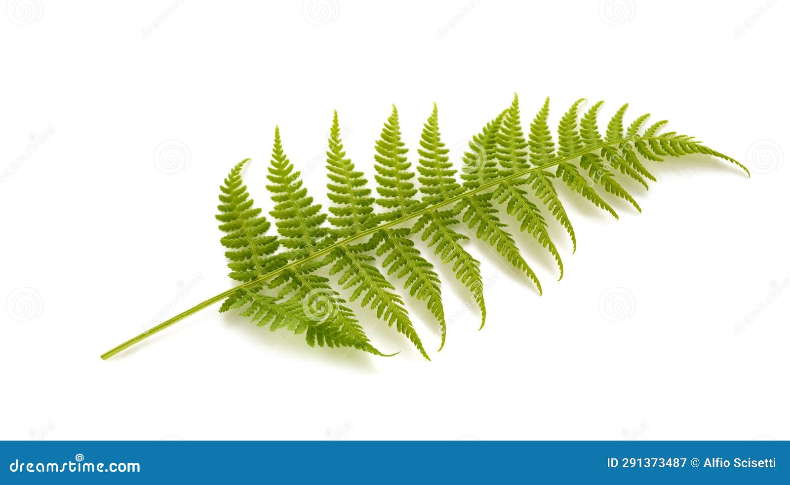 Fresh fern plant stock image. Image of fern, plant, bracken - 291373487