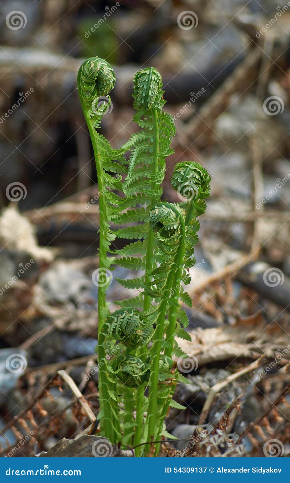 Fresh Fern Shoots in the Spring. Stock Image - Image of environment ...