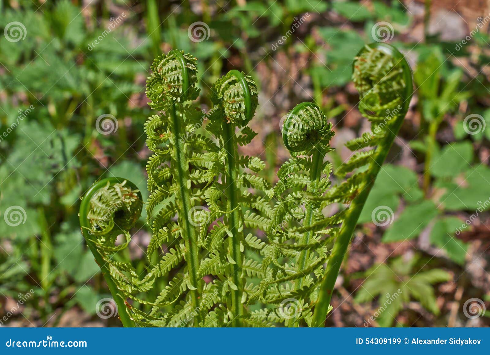 Fresh Fern Shoots in the Spring. Stock Image - Image of environment ...