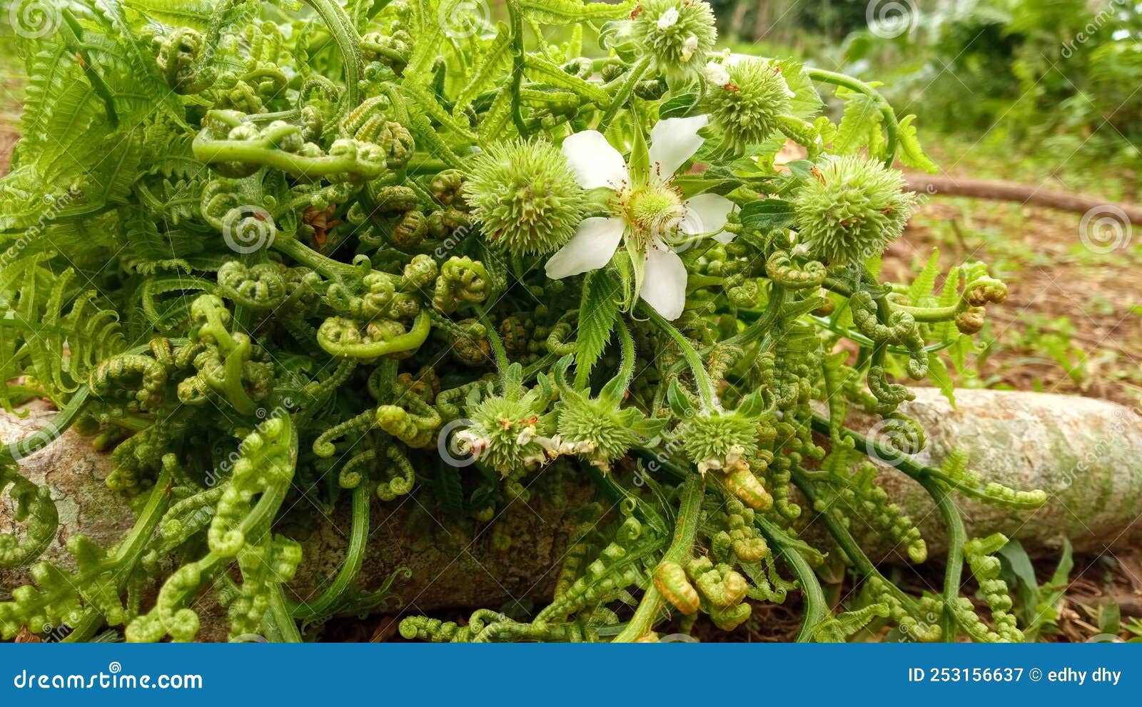Fresh Fern Vegetables Ready To Cook Stock Image - Image of shrub ...