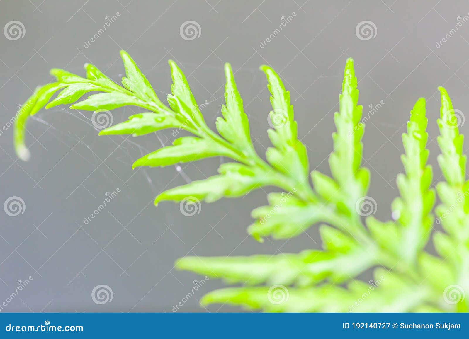 Fresh Ferns At The Base Of Trees On Sarah Island Tasmania Australia ...