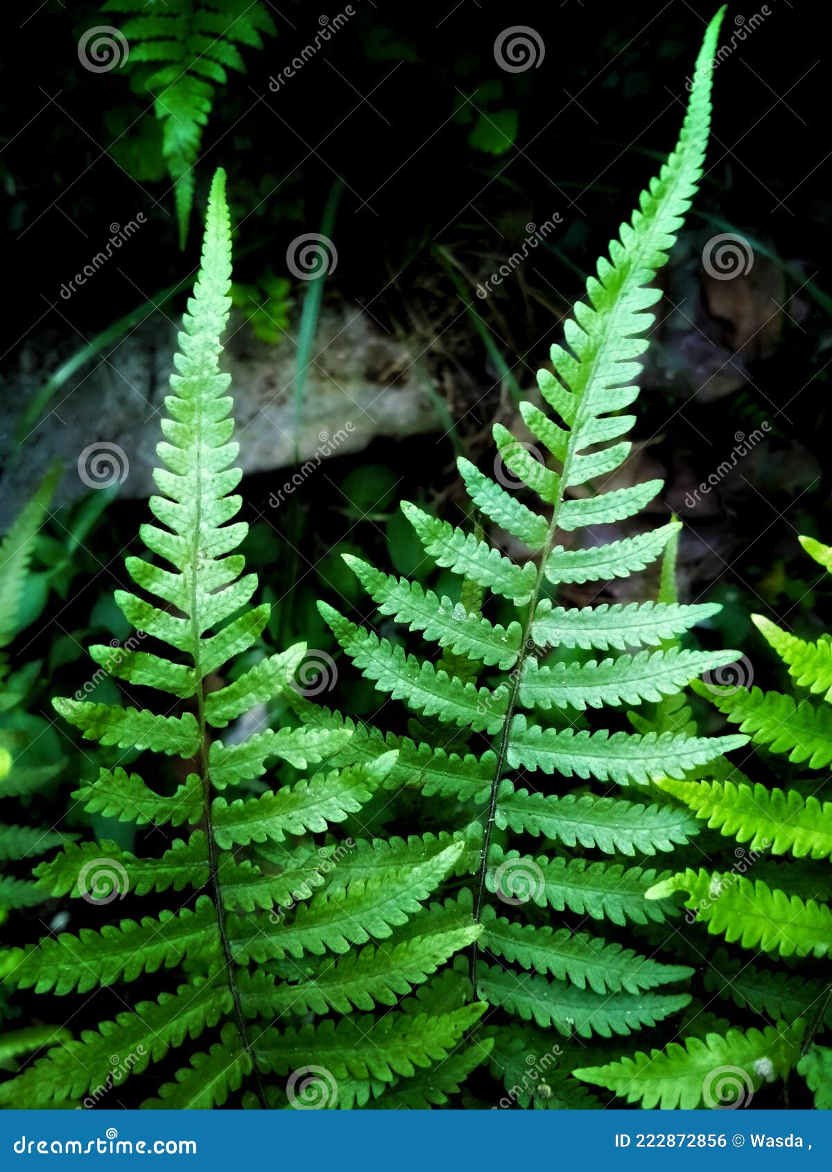 Fresh Ferns on Natural Background Stock Photo - Image of natural, leaf ...