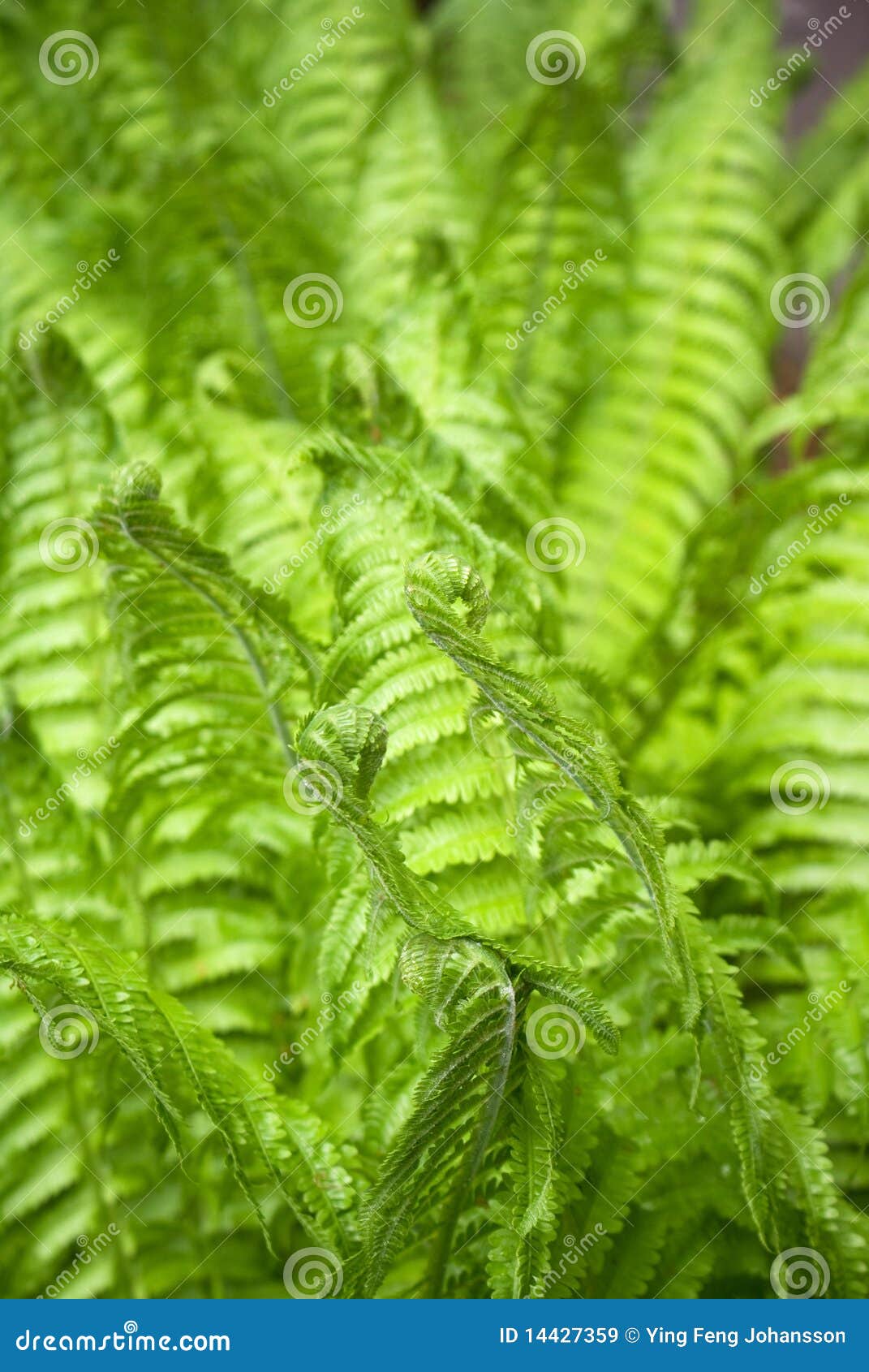 Fresh ferns in spring stock image. Image of spring, tropical - 14427359
