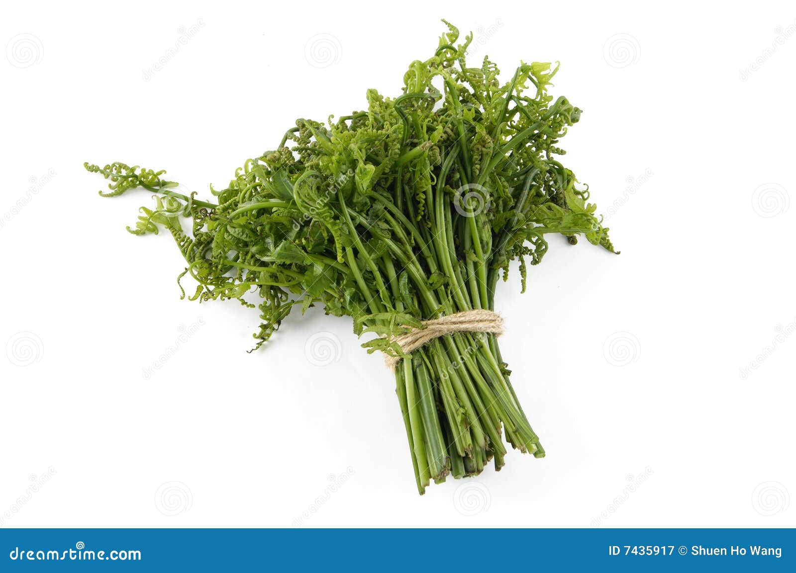 Fresh fiddlehead stock image. Image of edible, grow, detail - 7435917