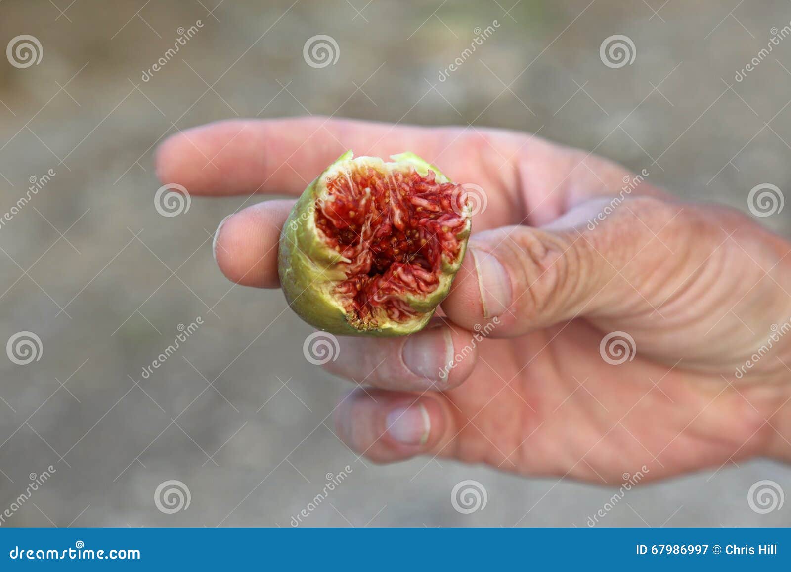 Fresh Fig stock image. Image of ficus, seeds, figs, bite - 67986997
