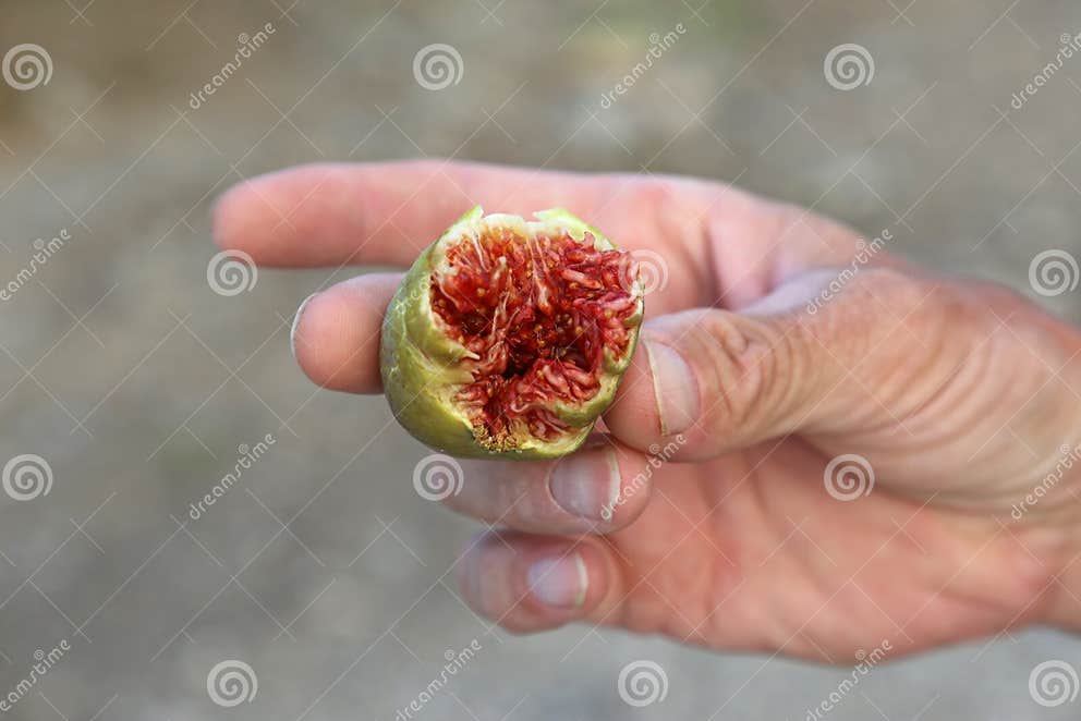 Fresh Fig stock image. Image of ficus, seeds, figs, bite - 67986997