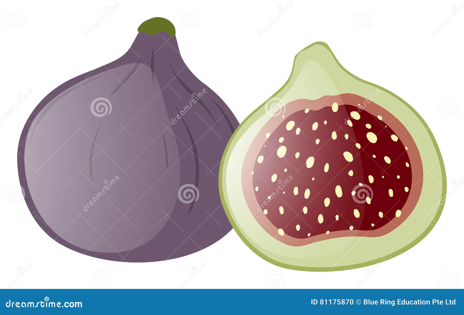 Fresh fig whole and half stock illustration. Illustration of organic ...