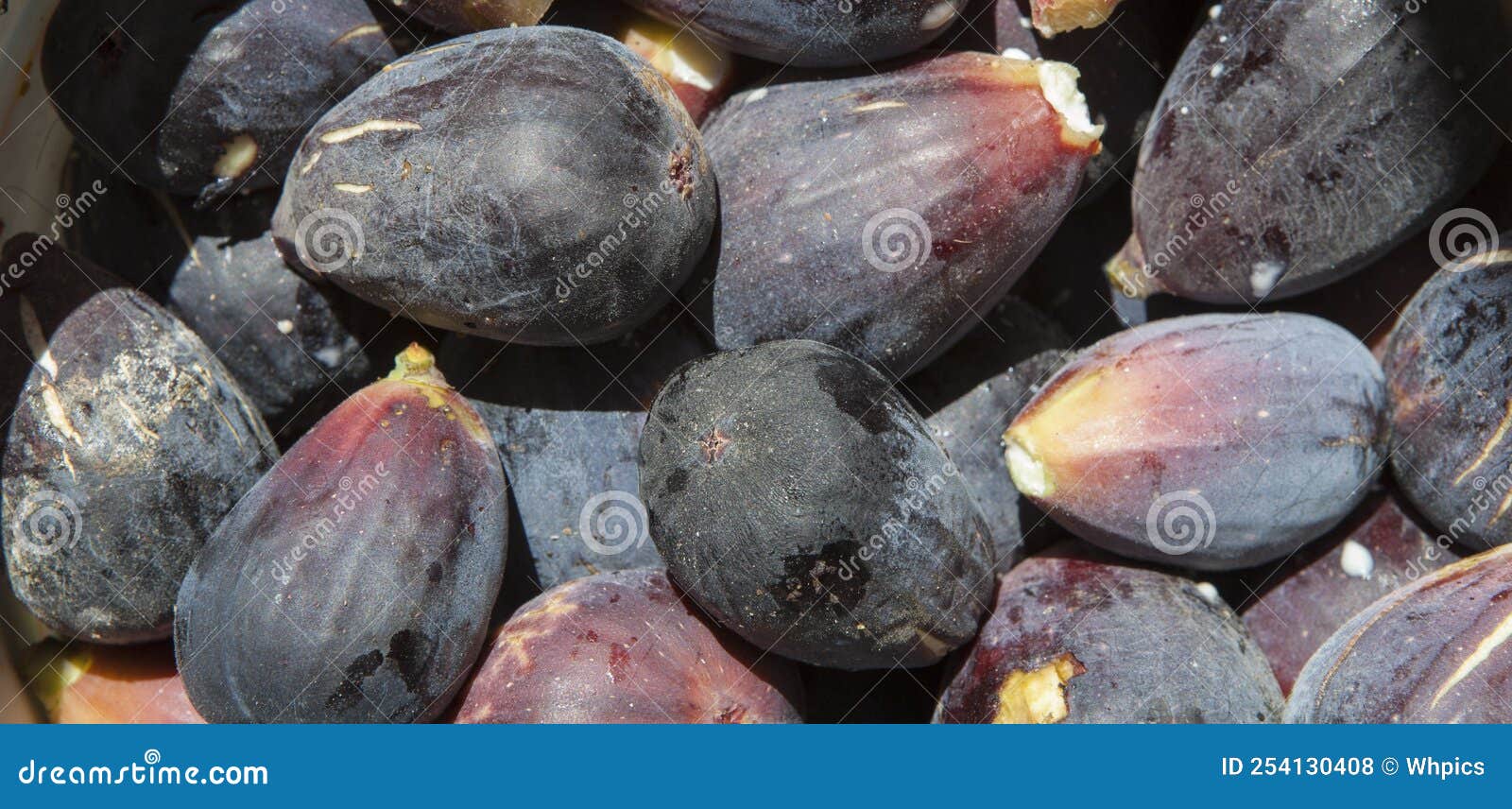 Fresh Figs Freshly Picked from Tree Stock Photo - Image of lots, long ...