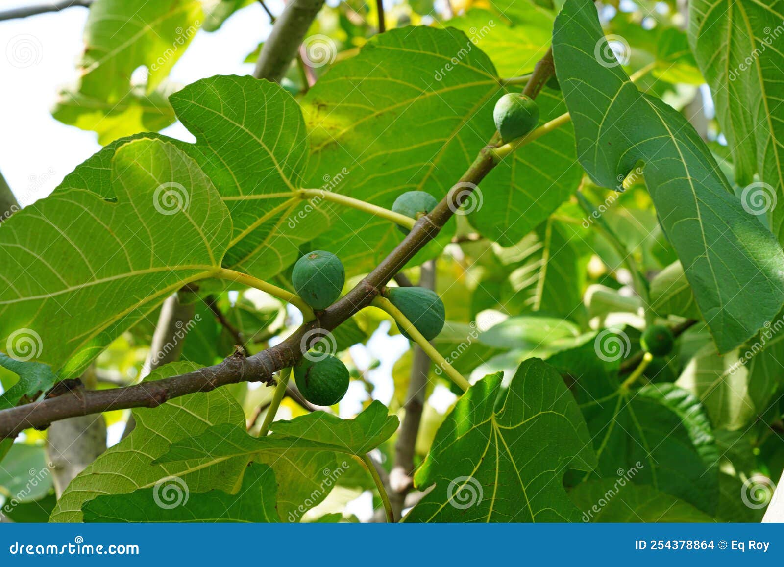 Fresh Figs Growing on a Tree Stock Photo - Image of growing, food ...
