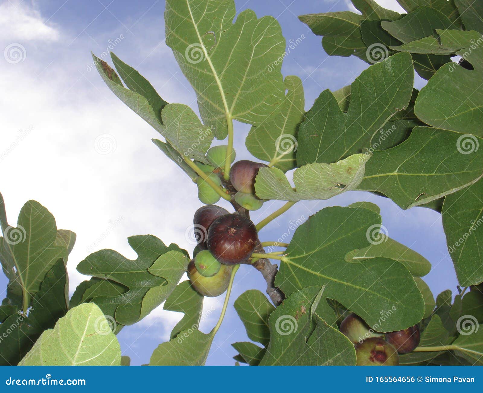 Fresh figs on the tree stock photo. Image of leaves - 165564656