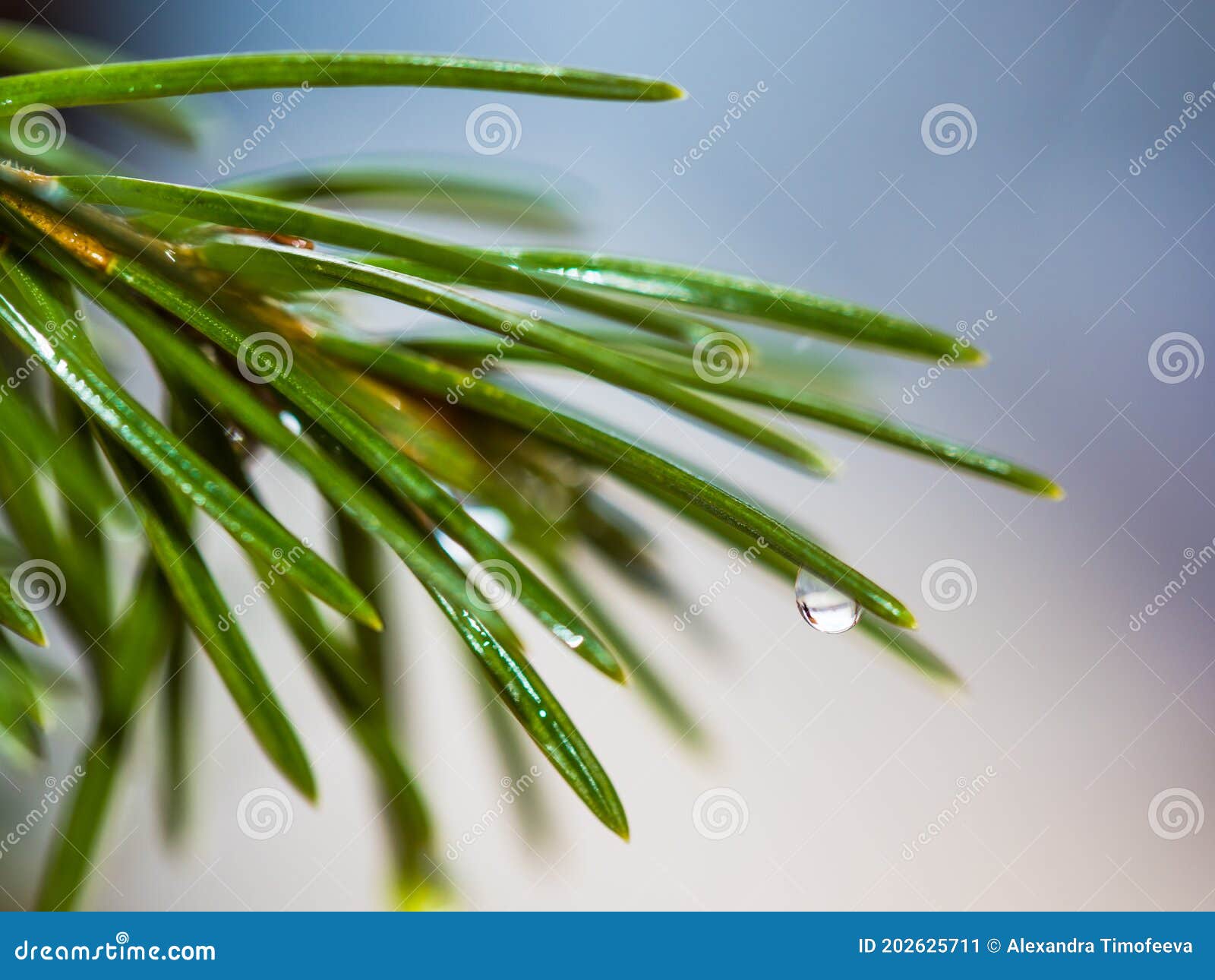Fresh Fir Needle with Dew Drops Close Up Stock Image - Image of detail ...