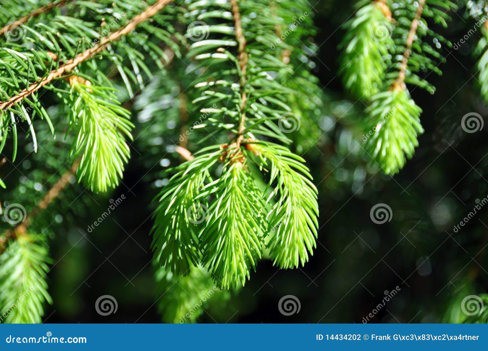 Fresh fir twig stock photo. Image of green, branch, closeup - 14434202