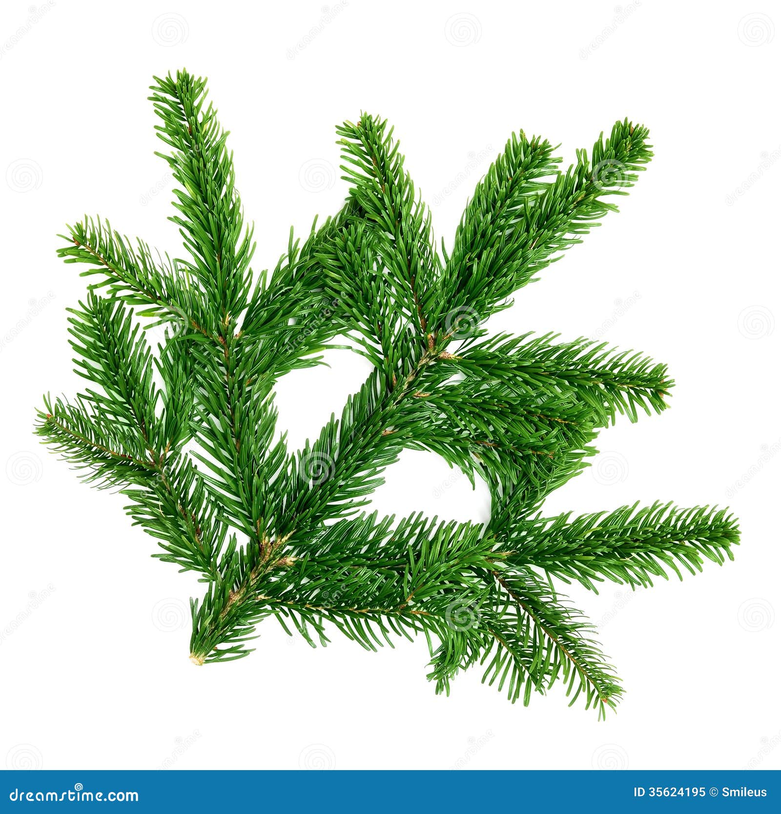 Fresh Fir Twig Isolated on White Stock Image - Image of spruce ...