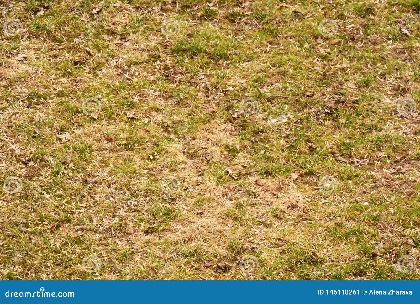 Fresh First Green Grass on the Ground Stock Image - Image of garden ...