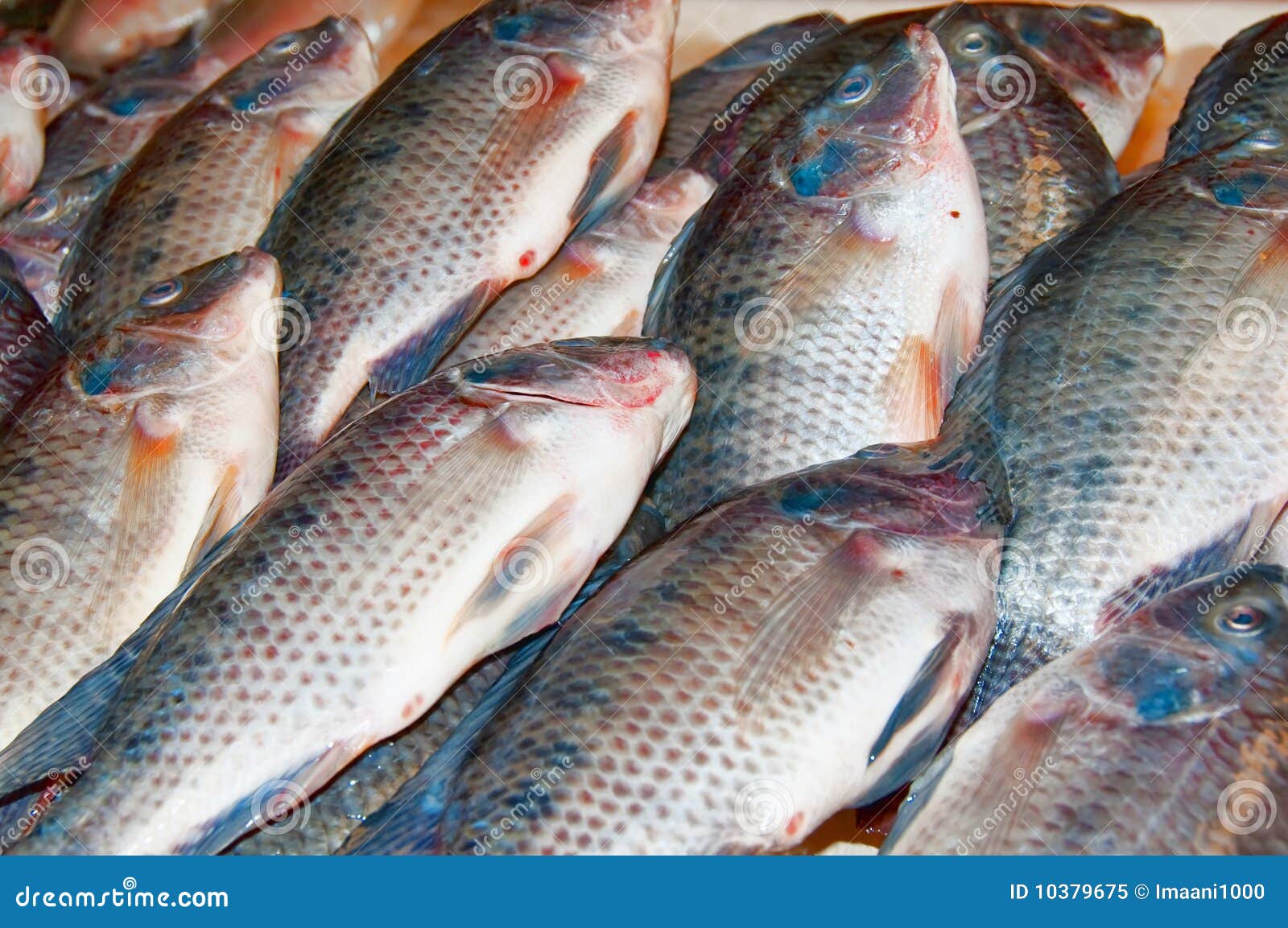 Fresh Fish stock image. Image of bream, healthy, seabass - 10379675
