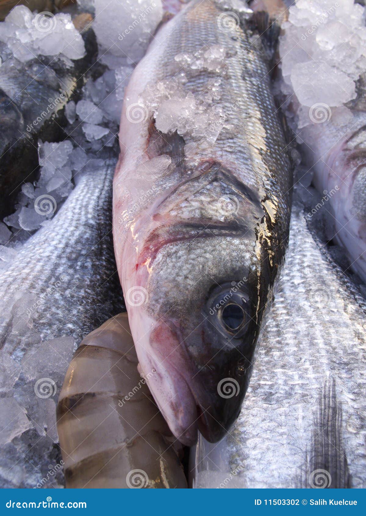 Fresh fish stock photo. Image of market, fish, expensive - 11503302